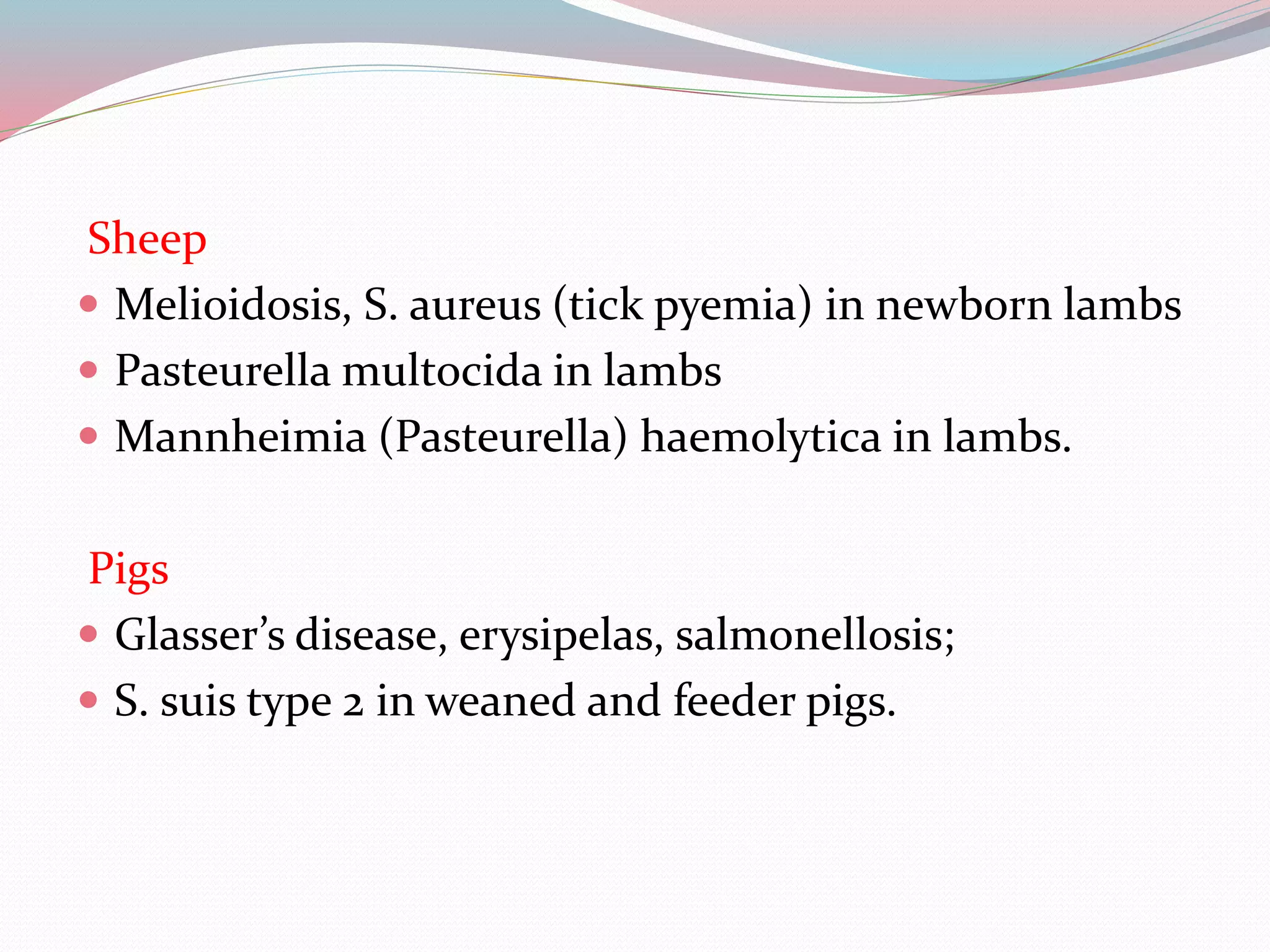 Meningitis in animals | PPTX