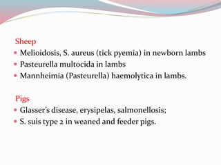 Meningitis in animals | PPTX