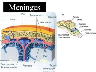 Meningo encefalitis | PPTX