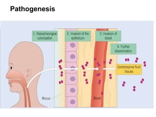 Meningococcal Disease_осн for students ppt | PPT