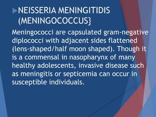 meningococci bacteria characteristics ppt | PPTX | Diseases and ...