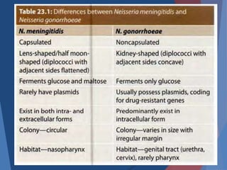 meningococci bacteria characteristics ppt | PPTX | Diseases and ...