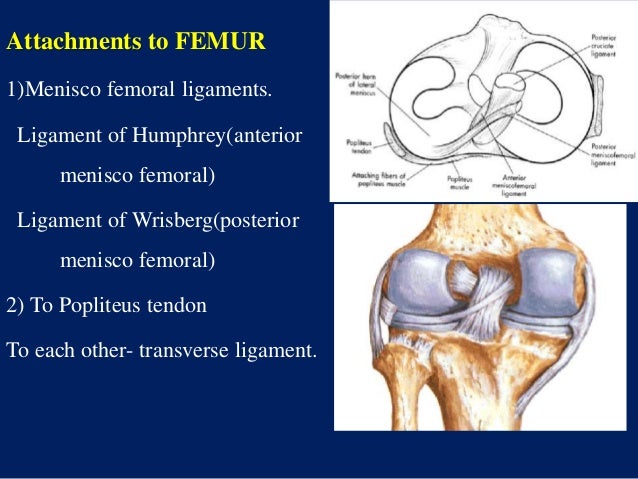 Wrisberg Ligament