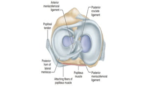 Meniscal injuries & Discoid meniscus (2024).pptx