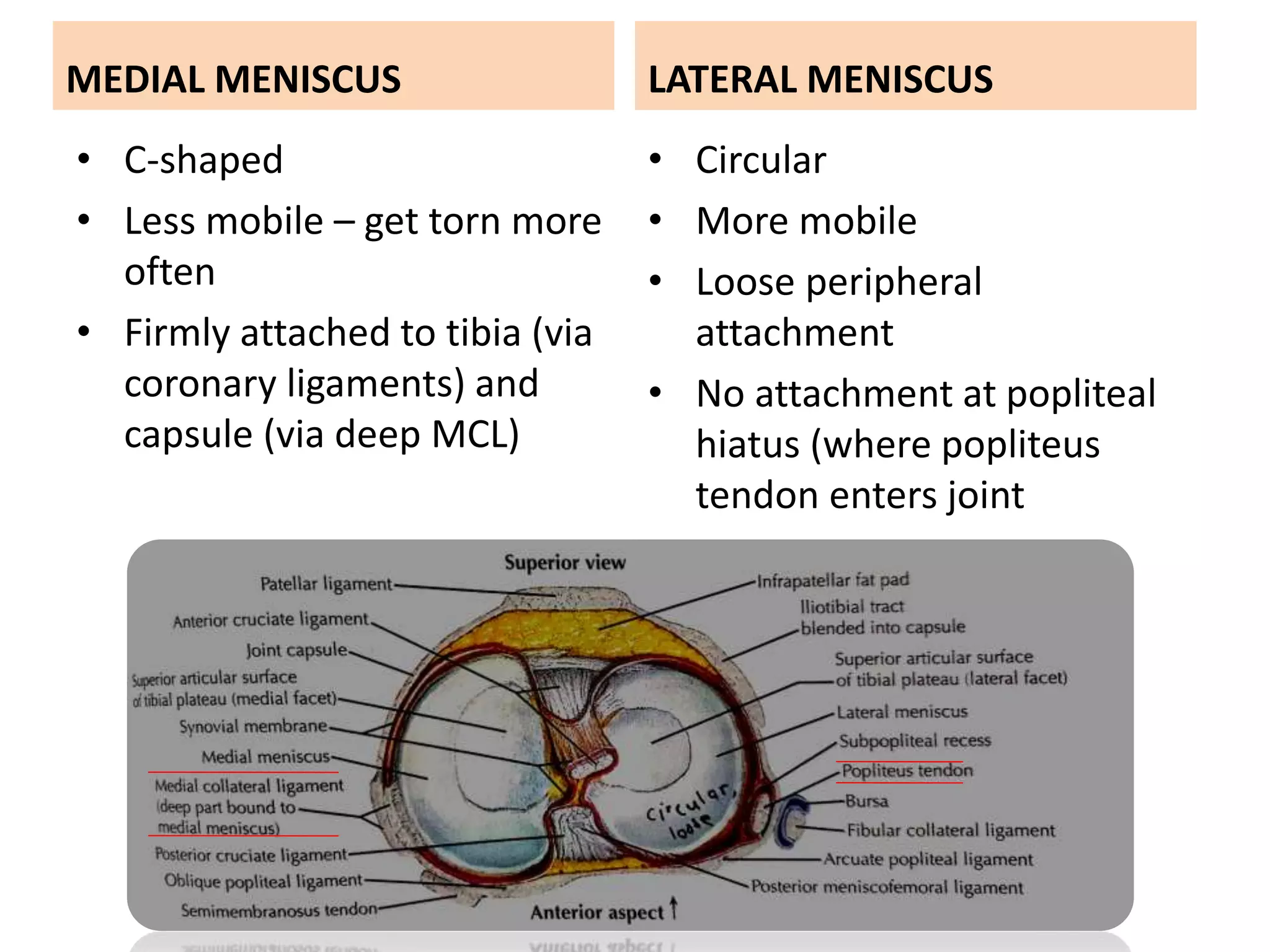 Meniscal injury | PPTX