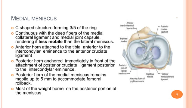 Meniscal injuries | PPTX