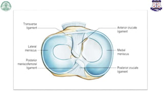 Meniscal injuries and physiotherapy management | PPTX