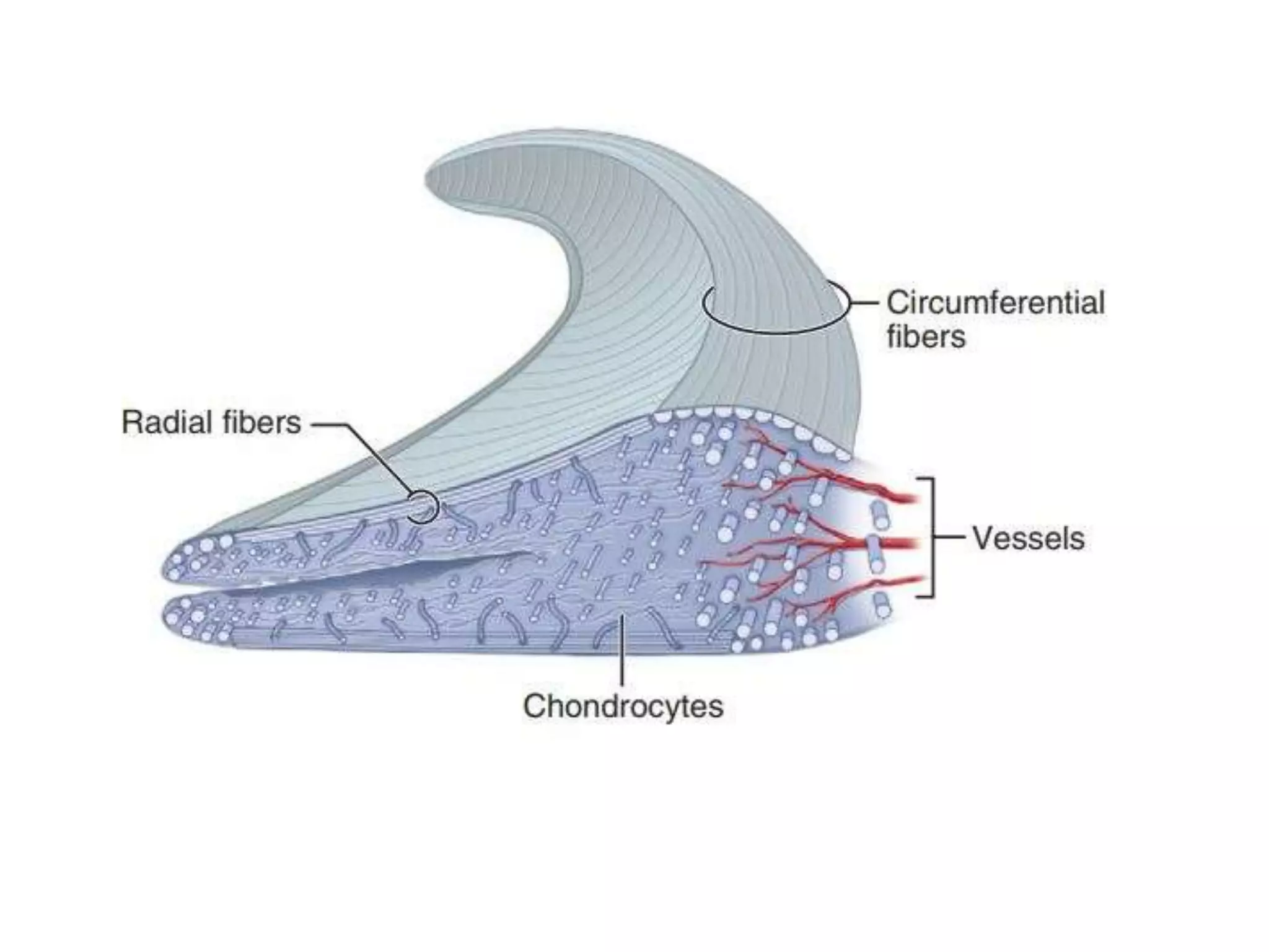 Meniscus - Anatomy, function and injury | PPTX