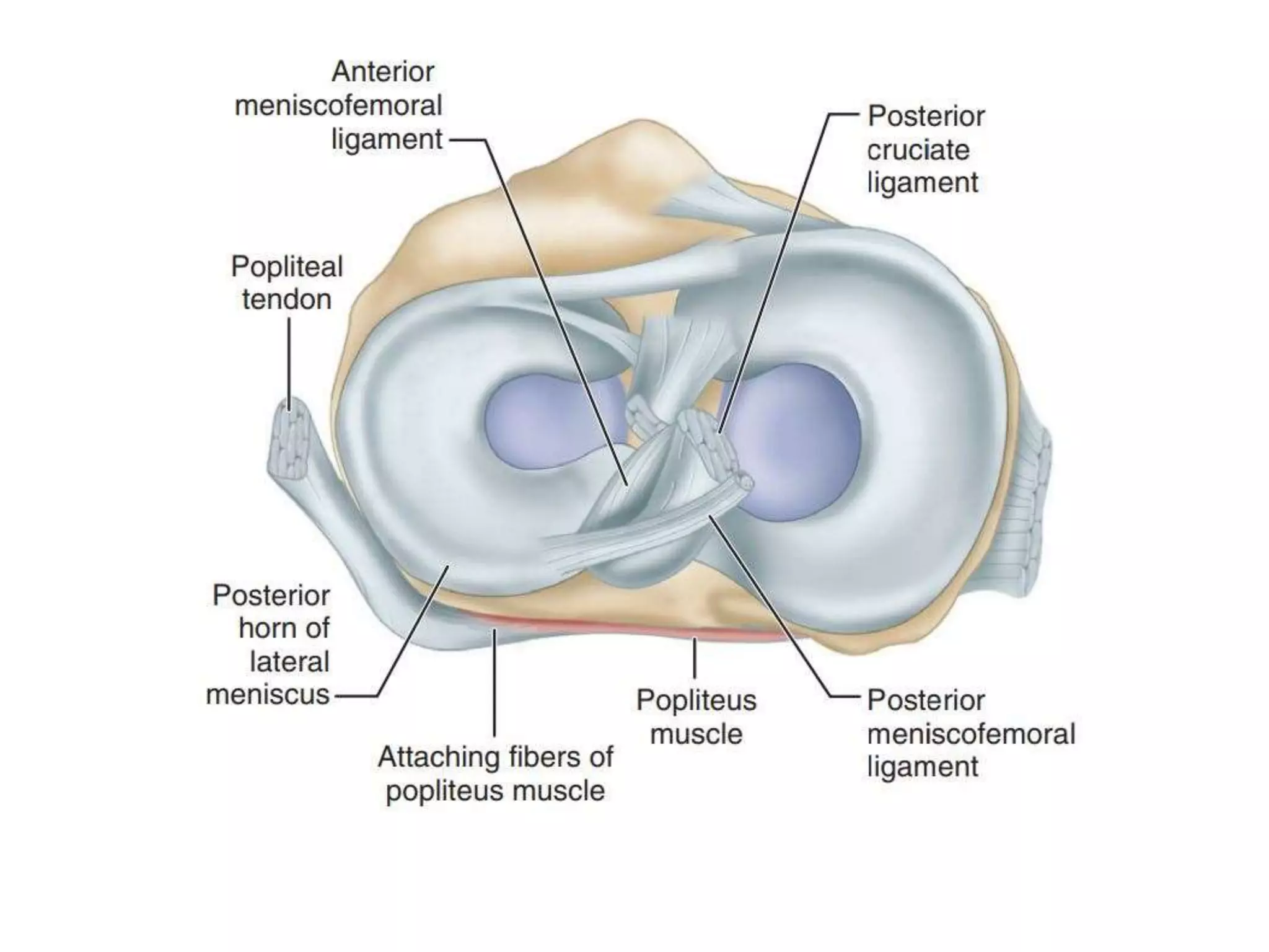 Meniscus - Anatomy, function and injury | PPTX