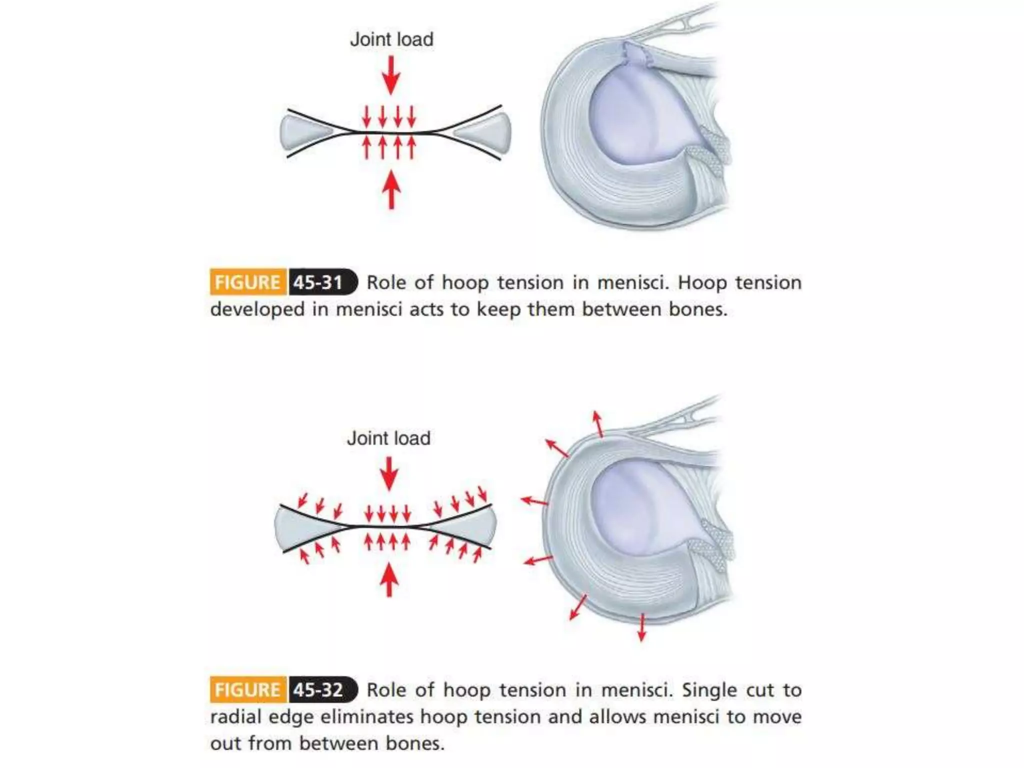 Meniscus - Anatomy, function and injury | PPTX