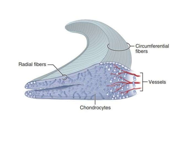 Meniscus - Anatomy, function and injury | PPTX