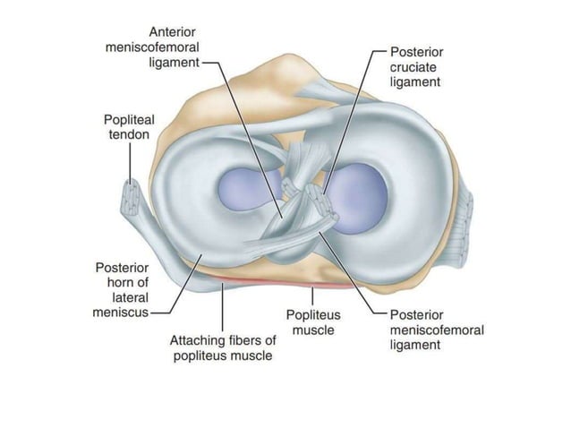 Meniscus - Anatomy, function and injury | PPTX