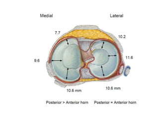 Meniscus - Anatomy, function and injury | PPTX