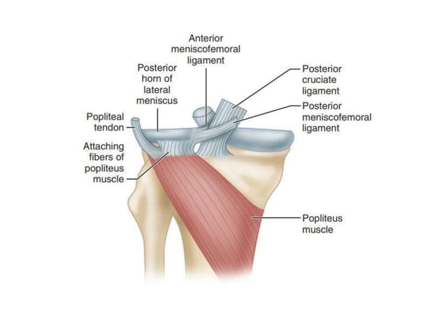 Meniscus - Anatomy, function and injury | PPTX