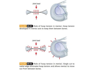 Meniscus - Anatomy, function and injury | PPTX