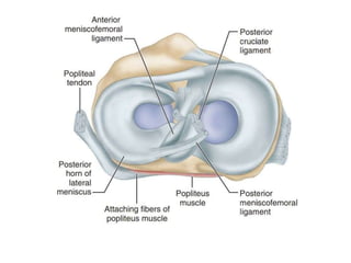 Medial Meniscus Anatomy