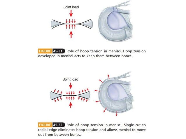 Meniscus - Anatomy, function and injury