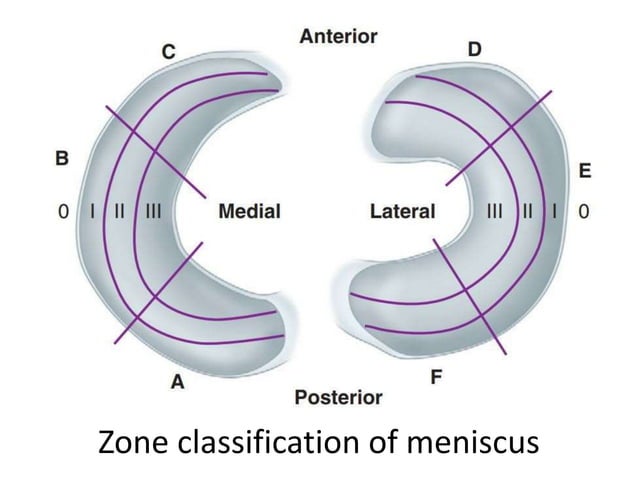Meniscus - Anatomy, function and injury