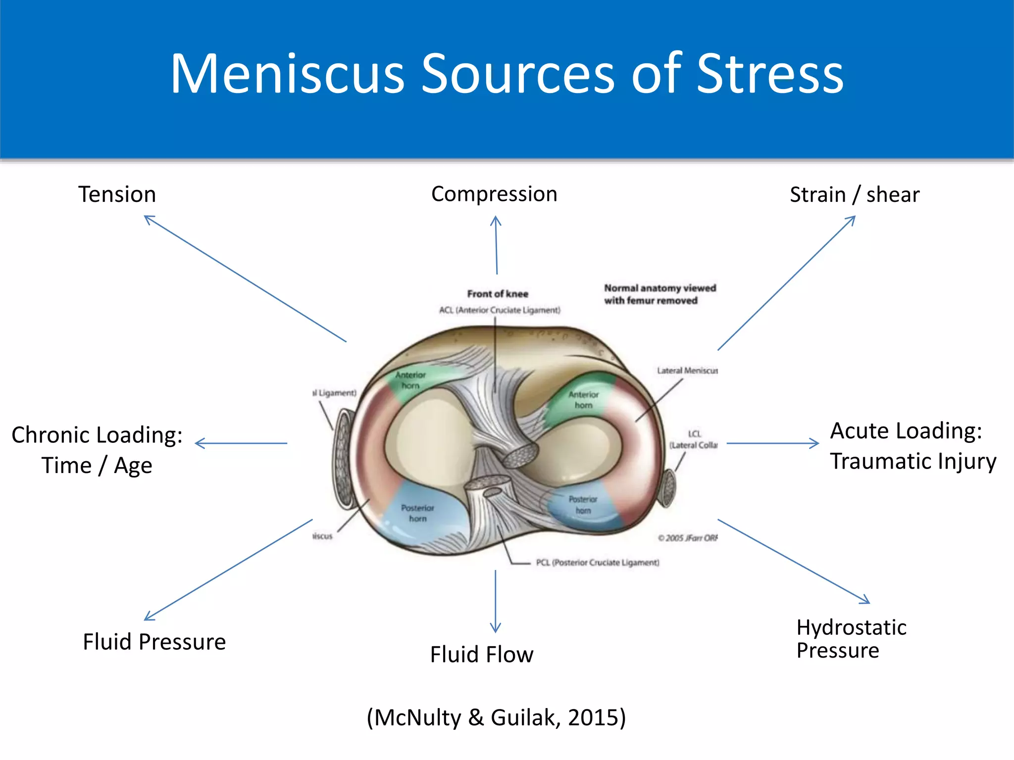 Meniscus: Structure, Role & Injury. | PPTX
