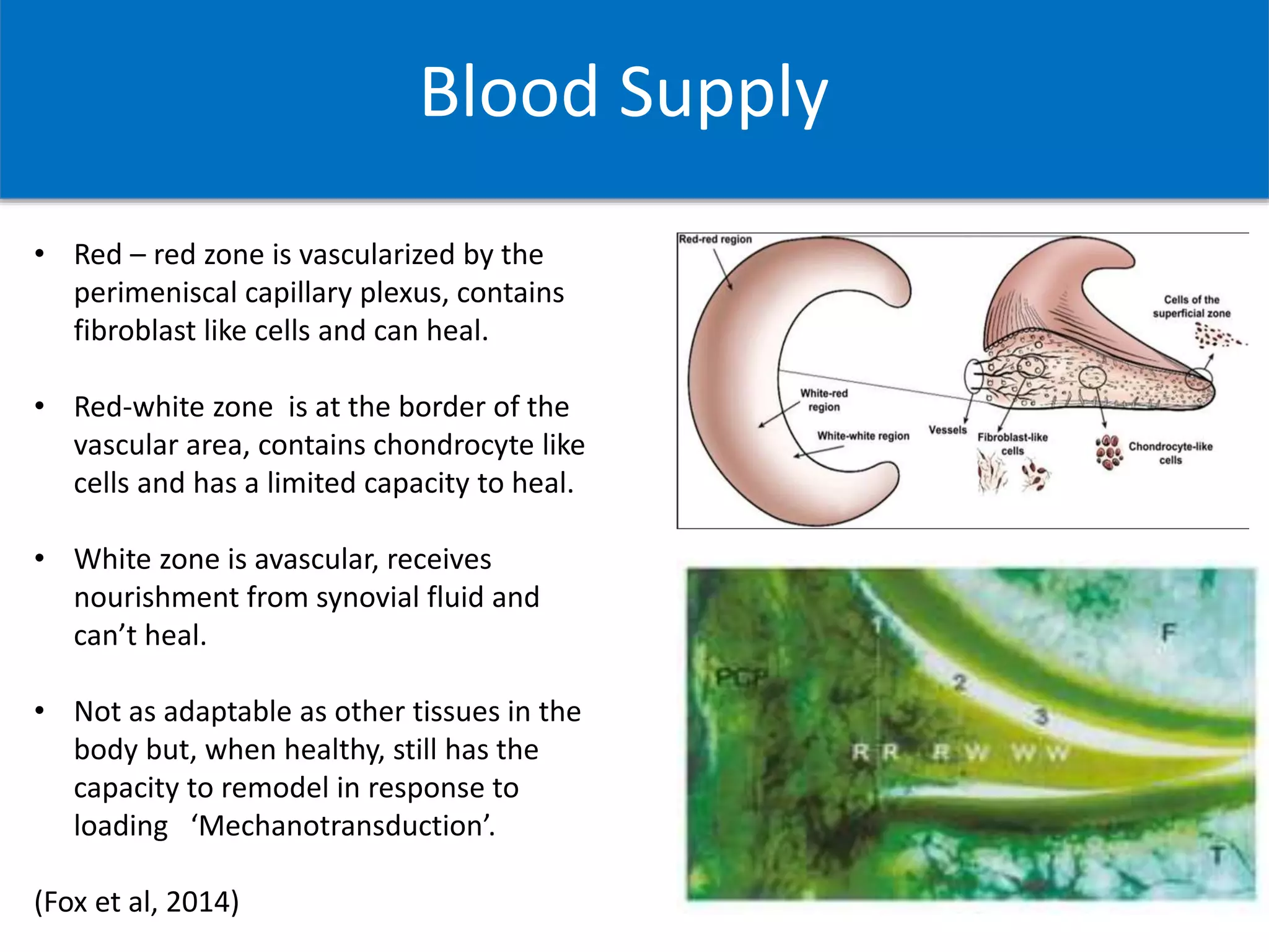 Meniscus: Structure, Role & Injury. | PPTX