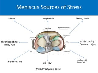 Meniscus: Structure, Role & Injury. | PPTX