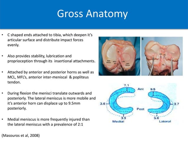 Meniscus: Structure, Role & Injury. | PPT