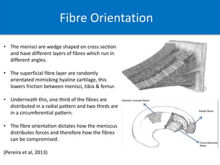Meniscus: Structure, Role & Injury. | PPTX