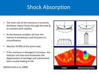Meniscus: Structure, Role & Injury. | PPTX