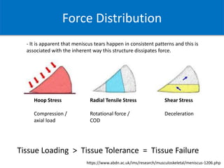 Meniscus: Structure, Role & Injury. | PPT