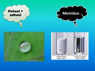 Meniskus ok | PPT