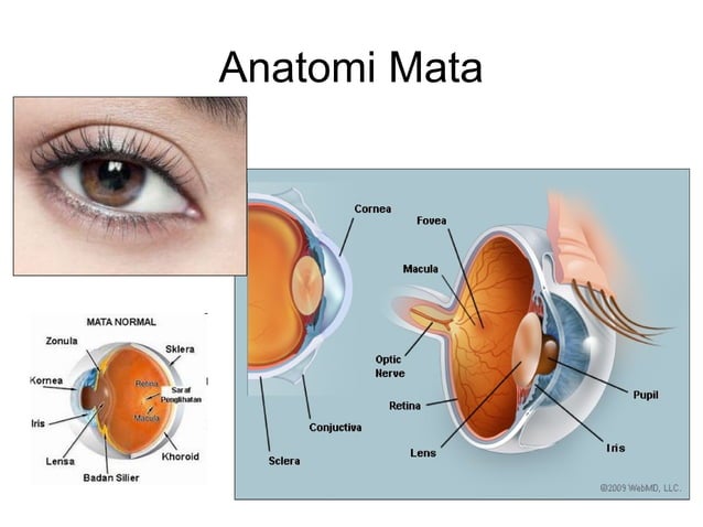 Menjaga kesehatan mata | PPT