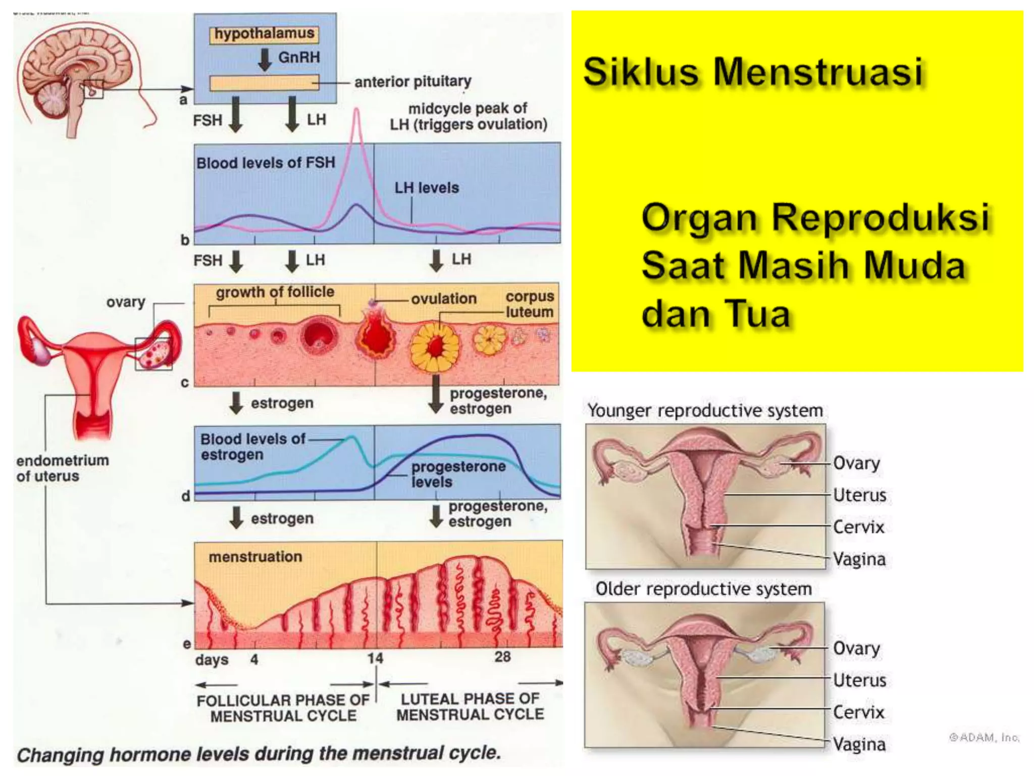 Menopause.ppt