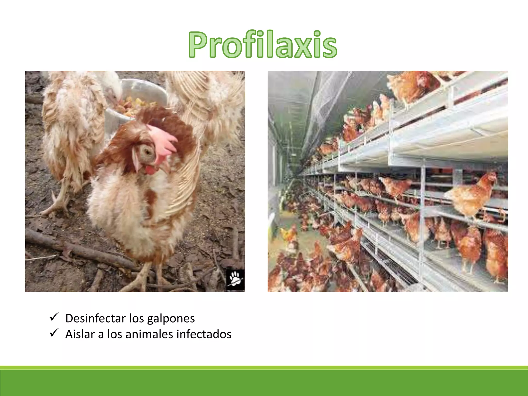 Menopon gallinae | PPTX