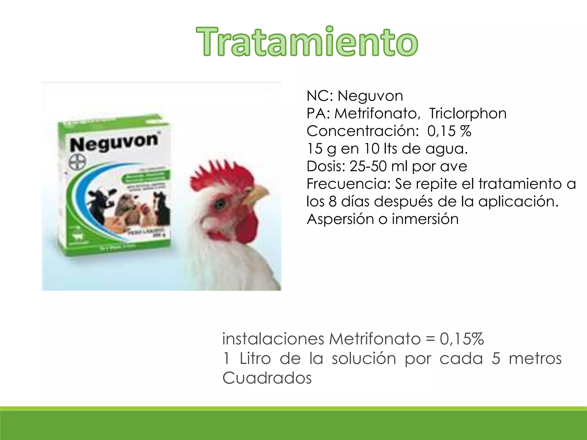 Menopon gallinae | PPTX