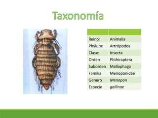 Menopon gallinae | PPTX