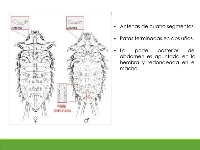 Menopon gallinae | PPTX