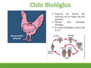 Menopon gallinae | PPTX