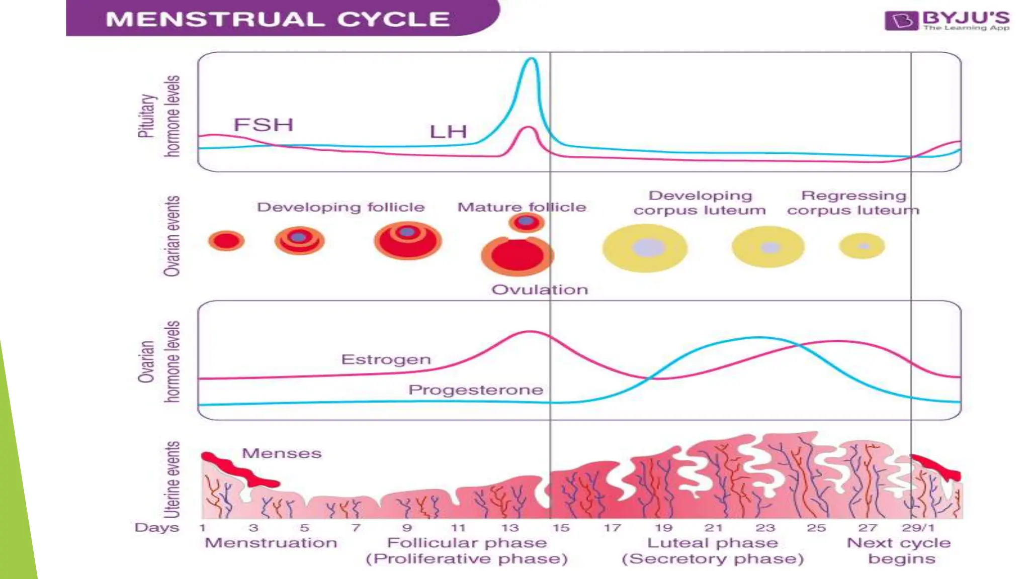 MENSTRAL CYCLE And It's Abnormalities 2021.pptx