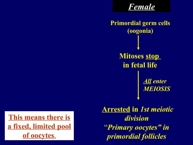 Menstraul cycle | PPT