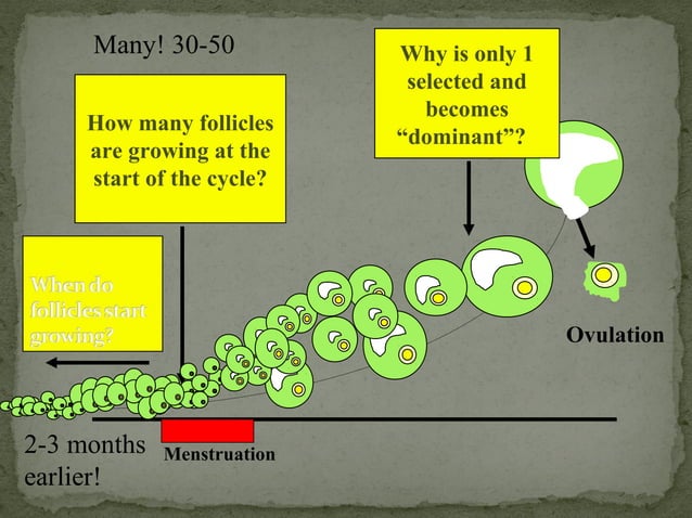 Menstraul cycle | PPT