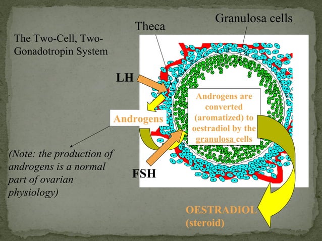 Menstraul cycle | PPT | Free Download