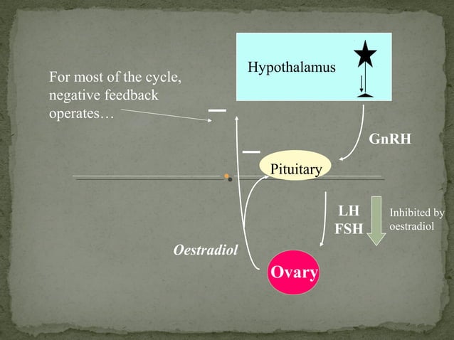 Menstraul cycle | PPT | Free Download