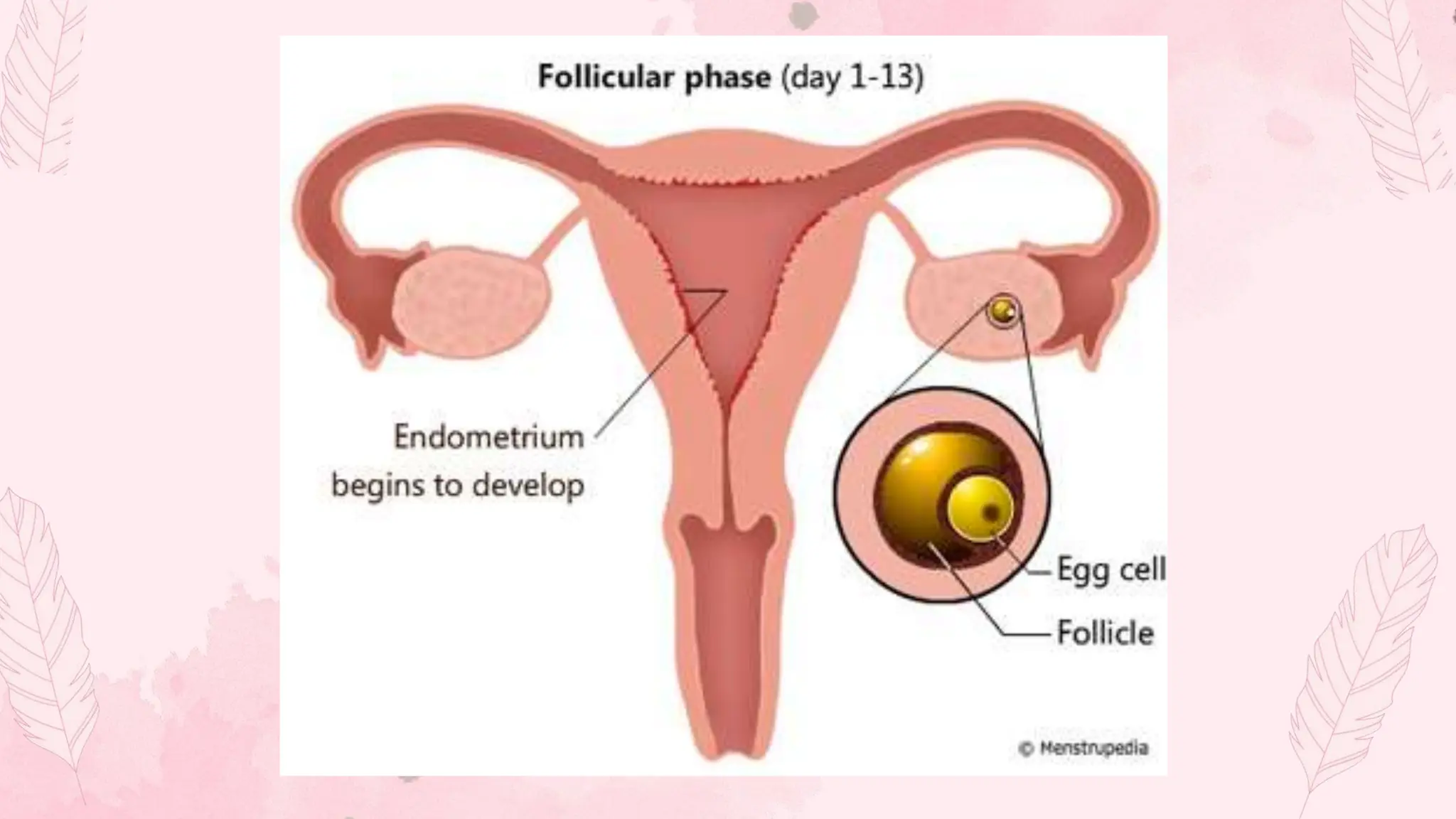 MENSTRUAL CYCLE PRESENTATION.pptx-Grade 10 | PPTX
