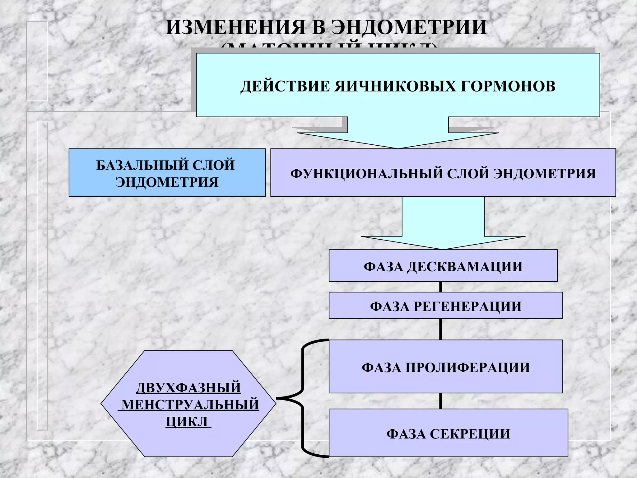 menstrual cycle | PPT