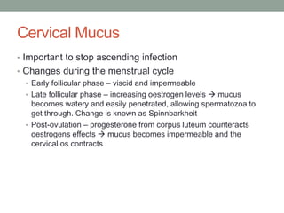 Menstrual Cycle | PPTX