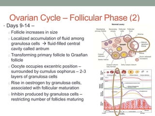 Ovarian Cycle Flow Chart