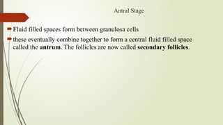 MENSTRUAL__and_OVARIAN_CYCLE. PowerPoint. | PPTX