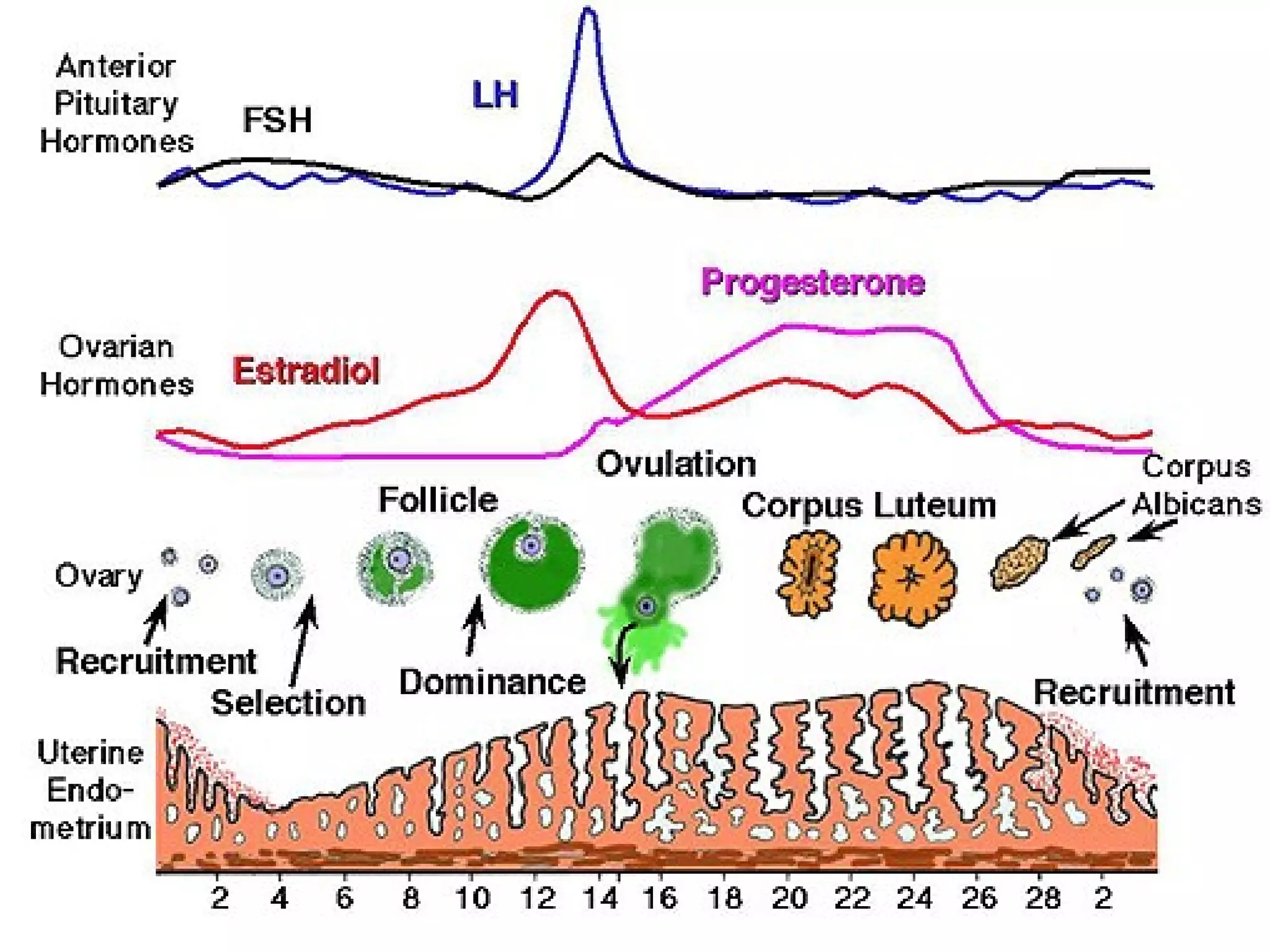 Menstrual Cycle | PPT