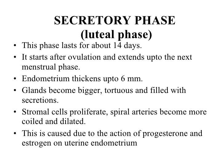 Menstrual Cycle