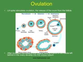 Menstrual cycle | PPT